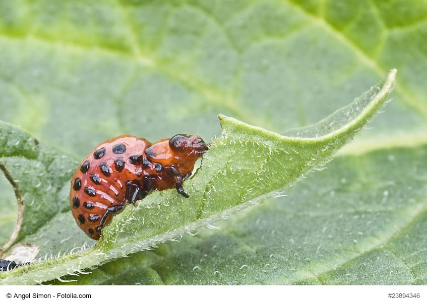 Plantas contra insectos y plagas